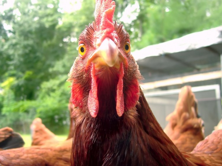 Little Red Hen – On Spirits' Wings